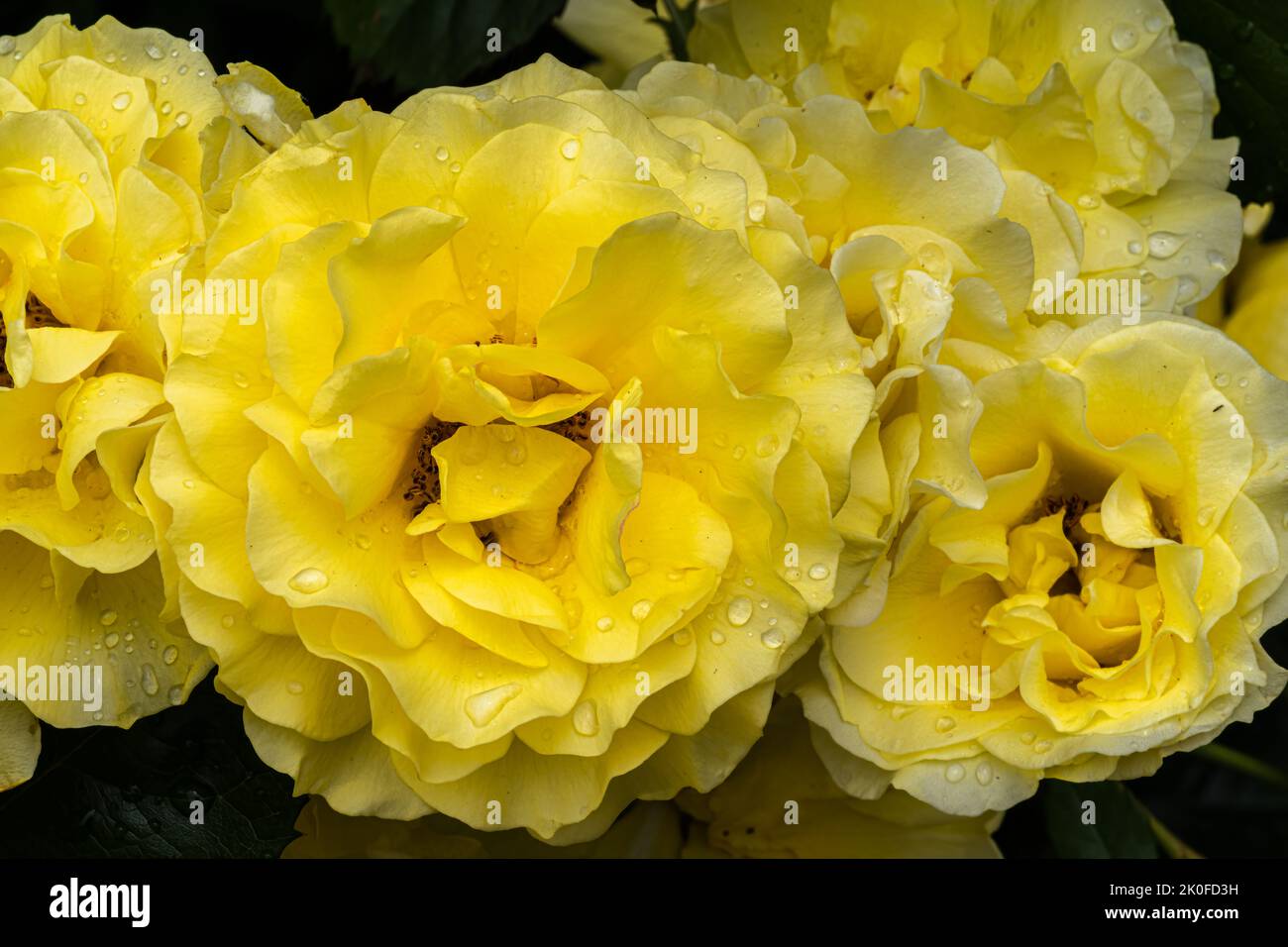 Flowers of ‘Walking on Sunshine’ Floribunda Rose Stock Photo - Alamy