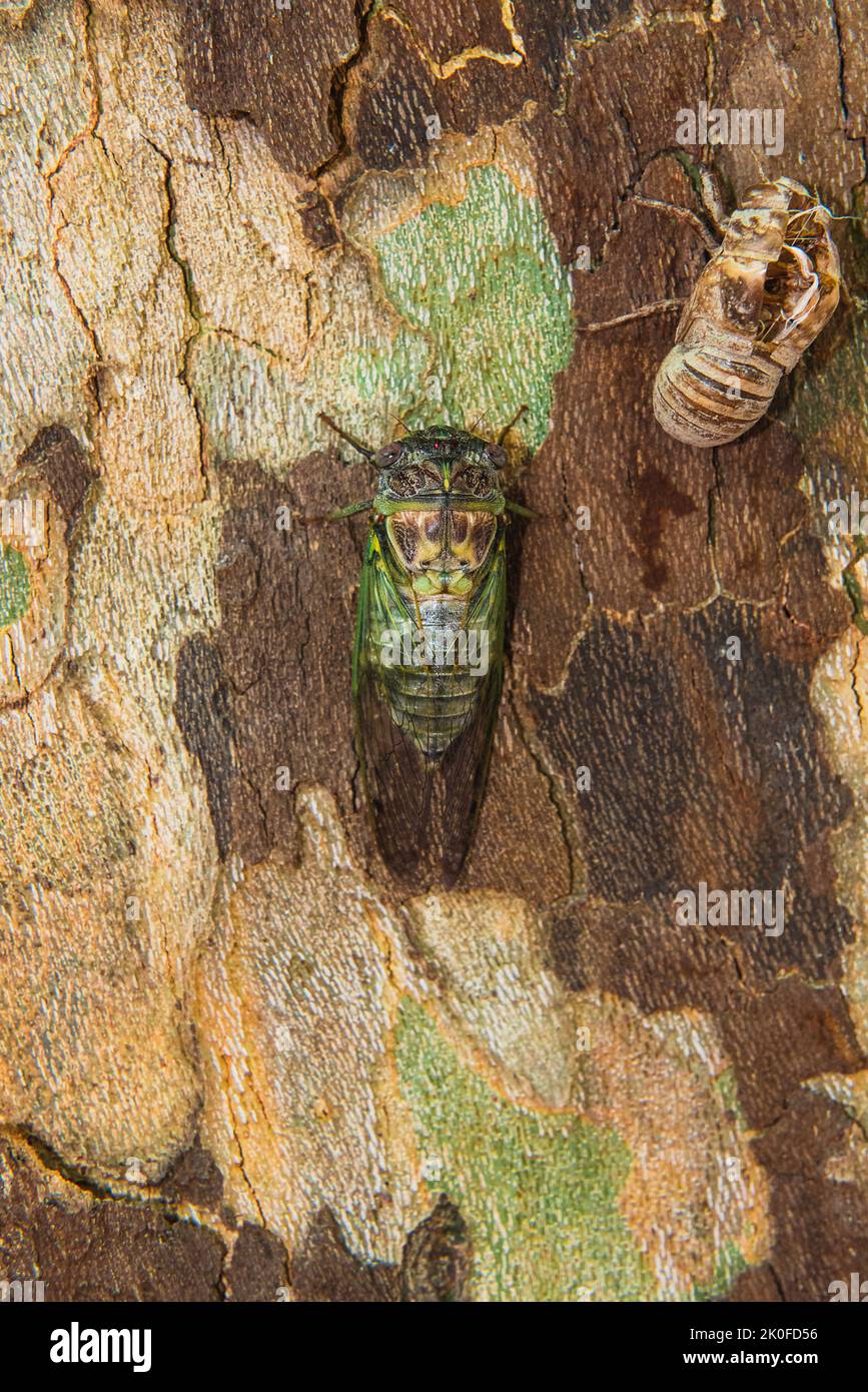 Cicada france hi-res stock photography and images - Alamy