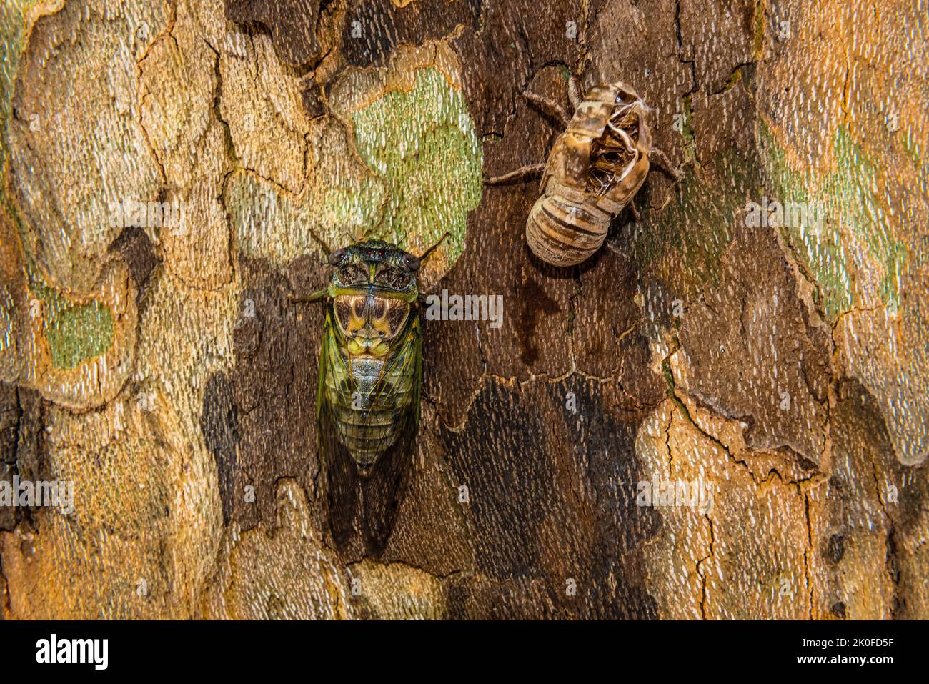Close up view of a cicada and its chrysalis Stock Photo - Alamy