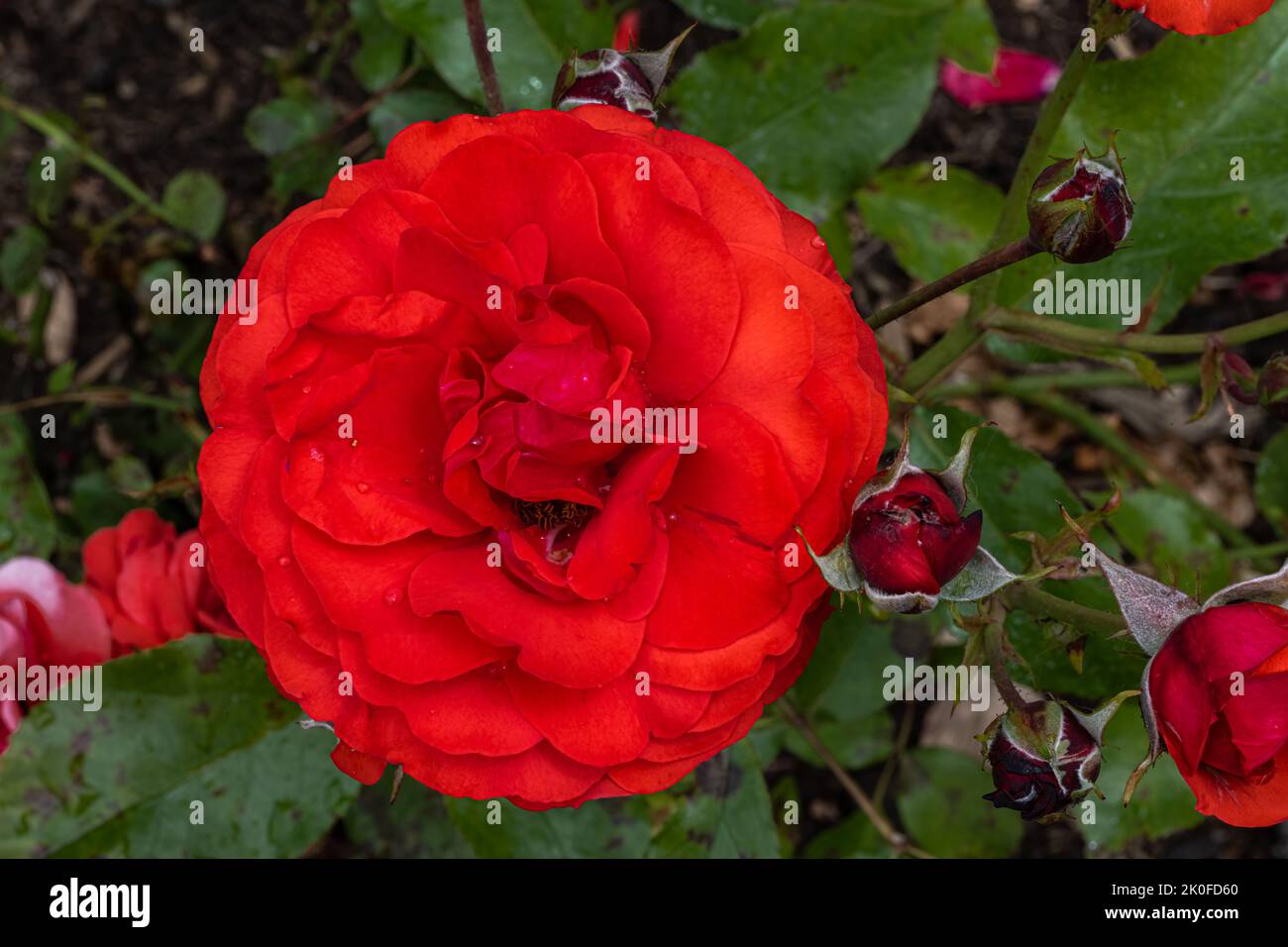 Flowers of Red ‘Trumpeter’ Rose Stock Photo - Alamy