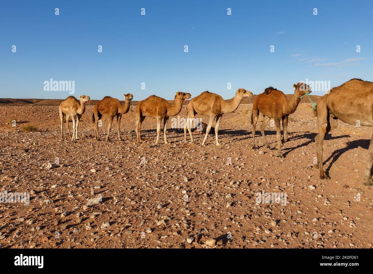 One hump camel standing hi-res stock photography and images - Alamy