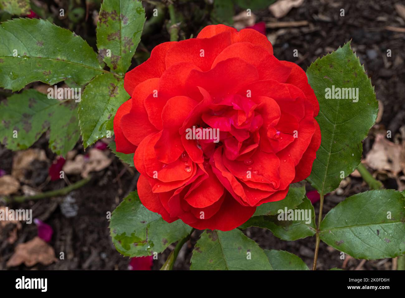 Flowers of Red ‘Trumpeter’ Rose Stock Photo - Alamy