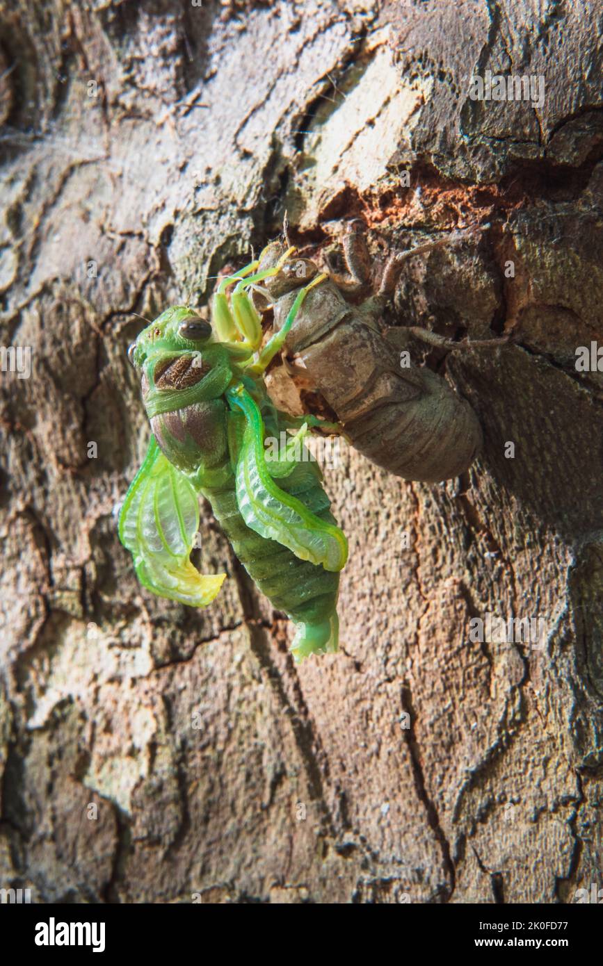 Chrysalis yellow hi-res stock photography and images - Alamy
