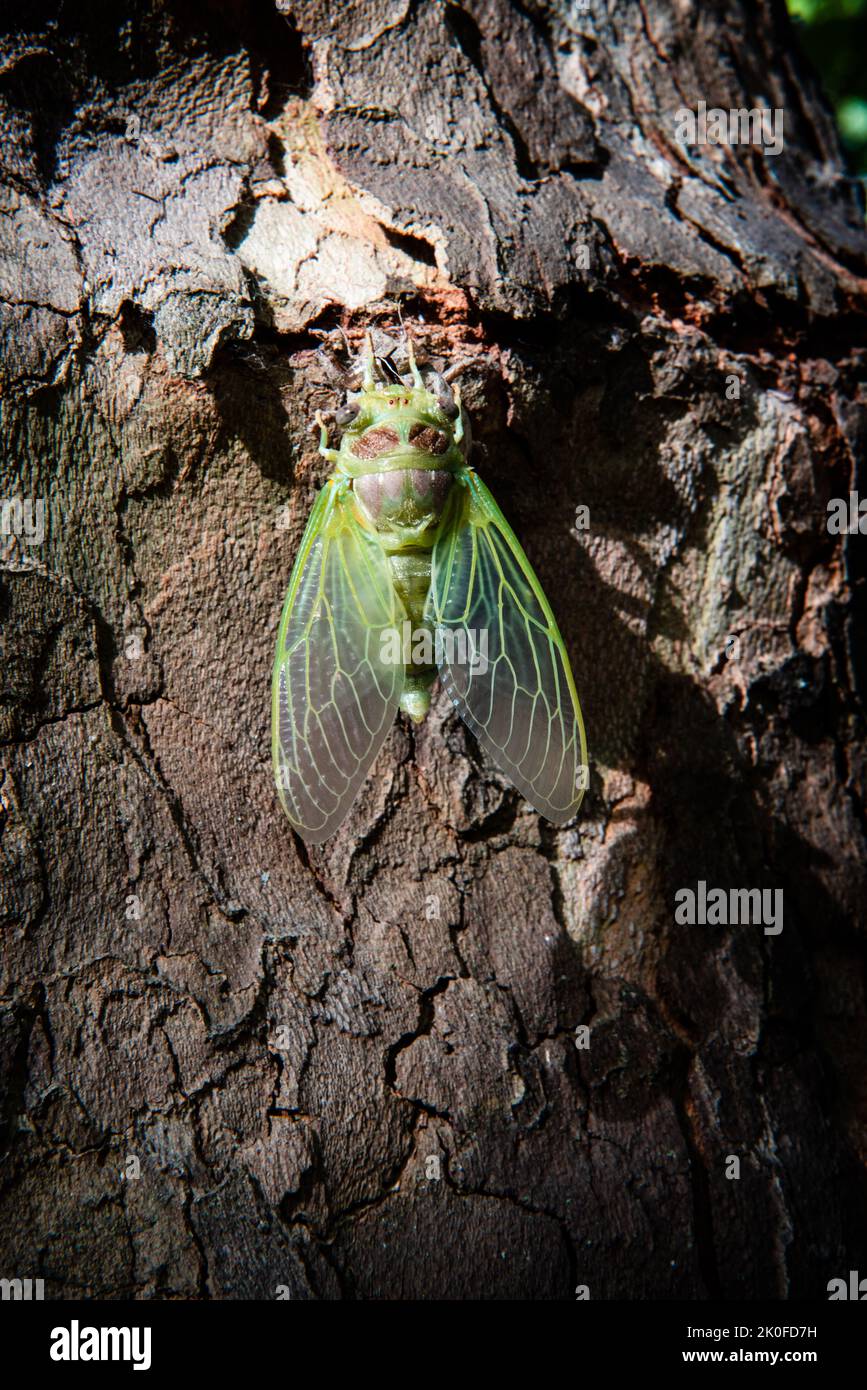 Cicada france hi-res stock photography and images - Alamy