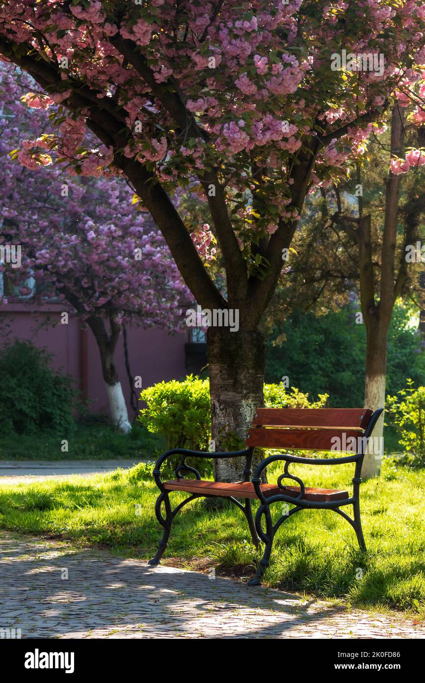 park with japanese sakura trees in spring. beautiful urban scenery in ...