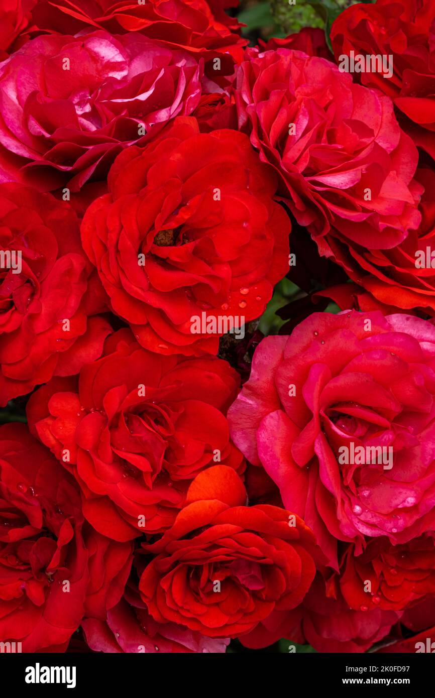 Flowers of Red ‘Trumpeter’ Rose Stock Photo - Alamy