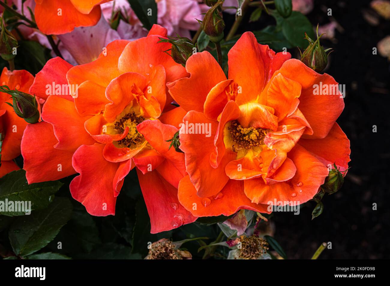 Flowers of ‘Topsy Turvy’ Floribunda Rose Stock Photo - Alamy