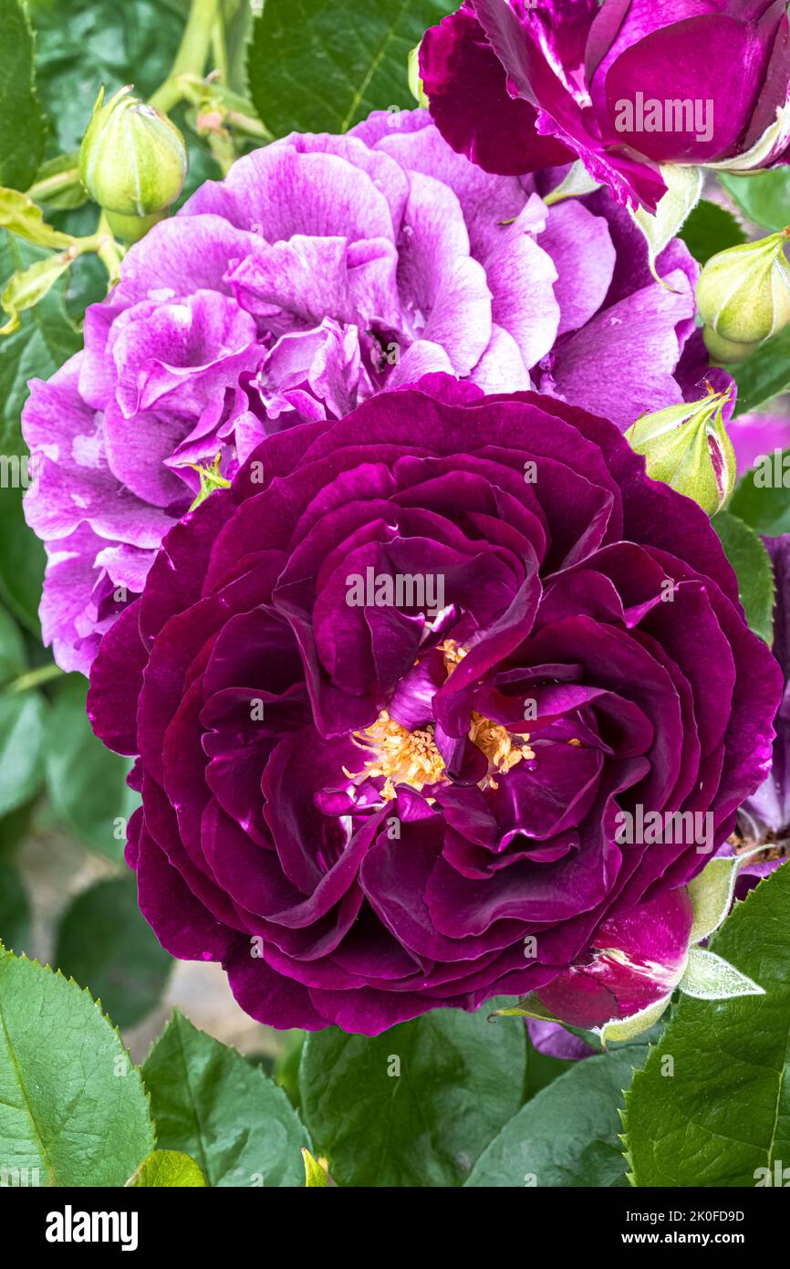 Flowers of ‘Twilight Zone’ Grandiflora Rose Stock Photo - Alamy
