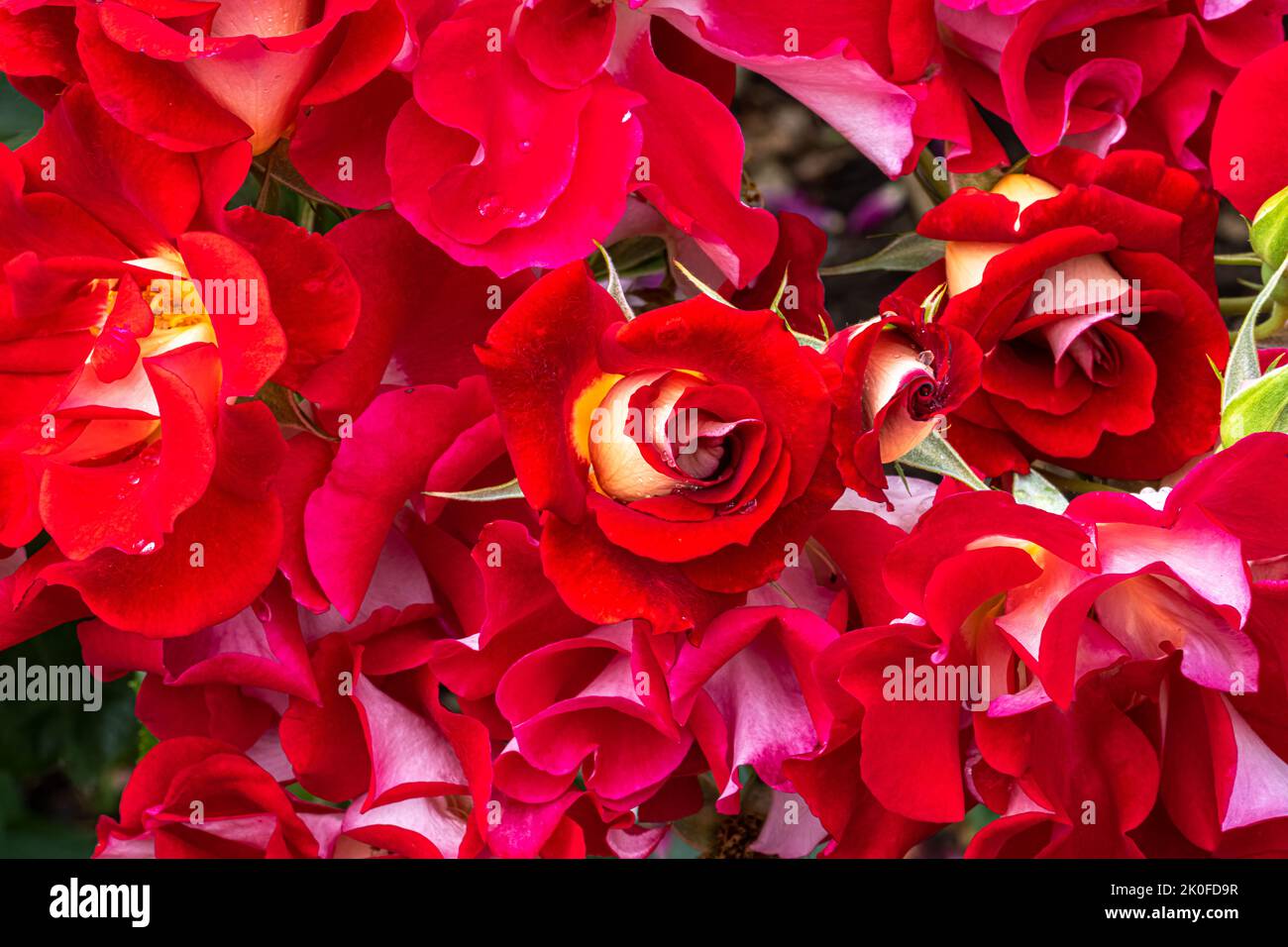 Flowers of ‘Topsy Turvy’ Floribunda Rose Stock Photo - Alamy