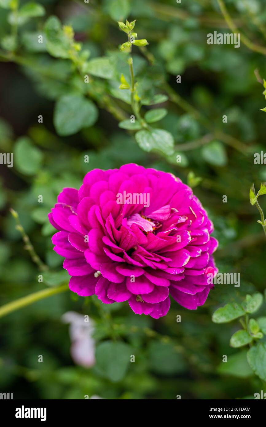 Stunning purple zinnia flower, a vibrant and long-lasting summer border ...