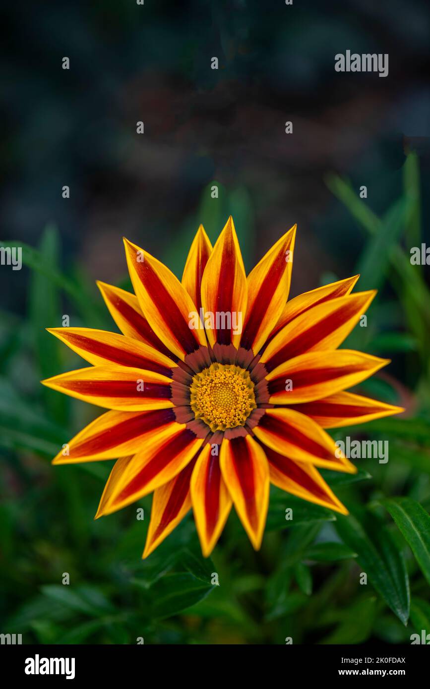 Gazania Rigens treasure flower, brightly coloured garden flowers ...