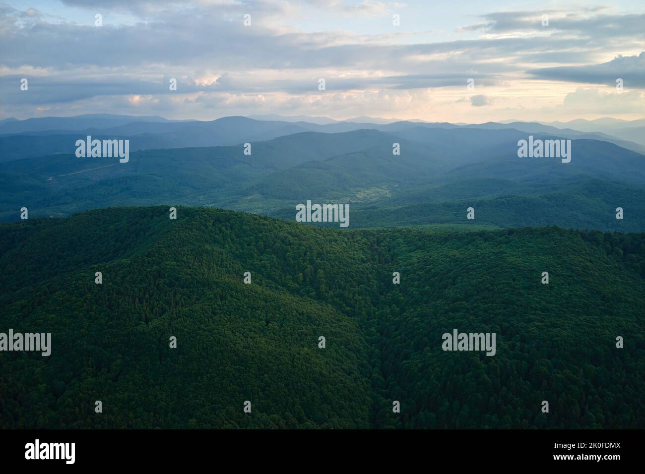 Aerial view of green pine forest with dark spruce trees covering ...