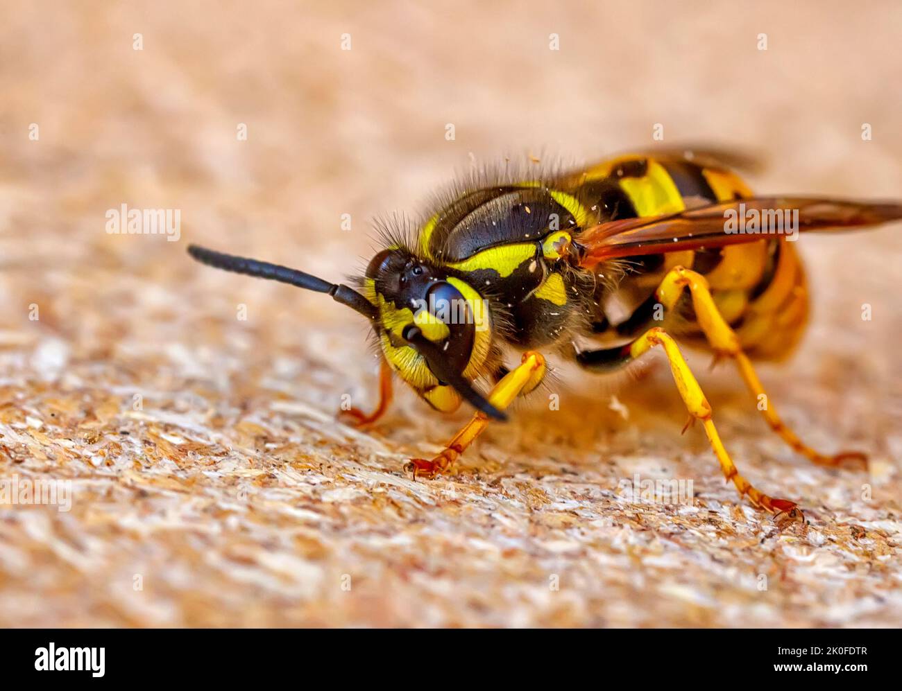 Danger wasp hi-res stock photography and images - Alamy