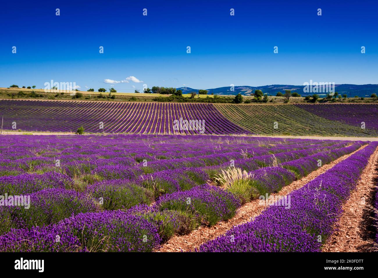 Geometrical shapes of lavender fields Stock Photo - Alamy