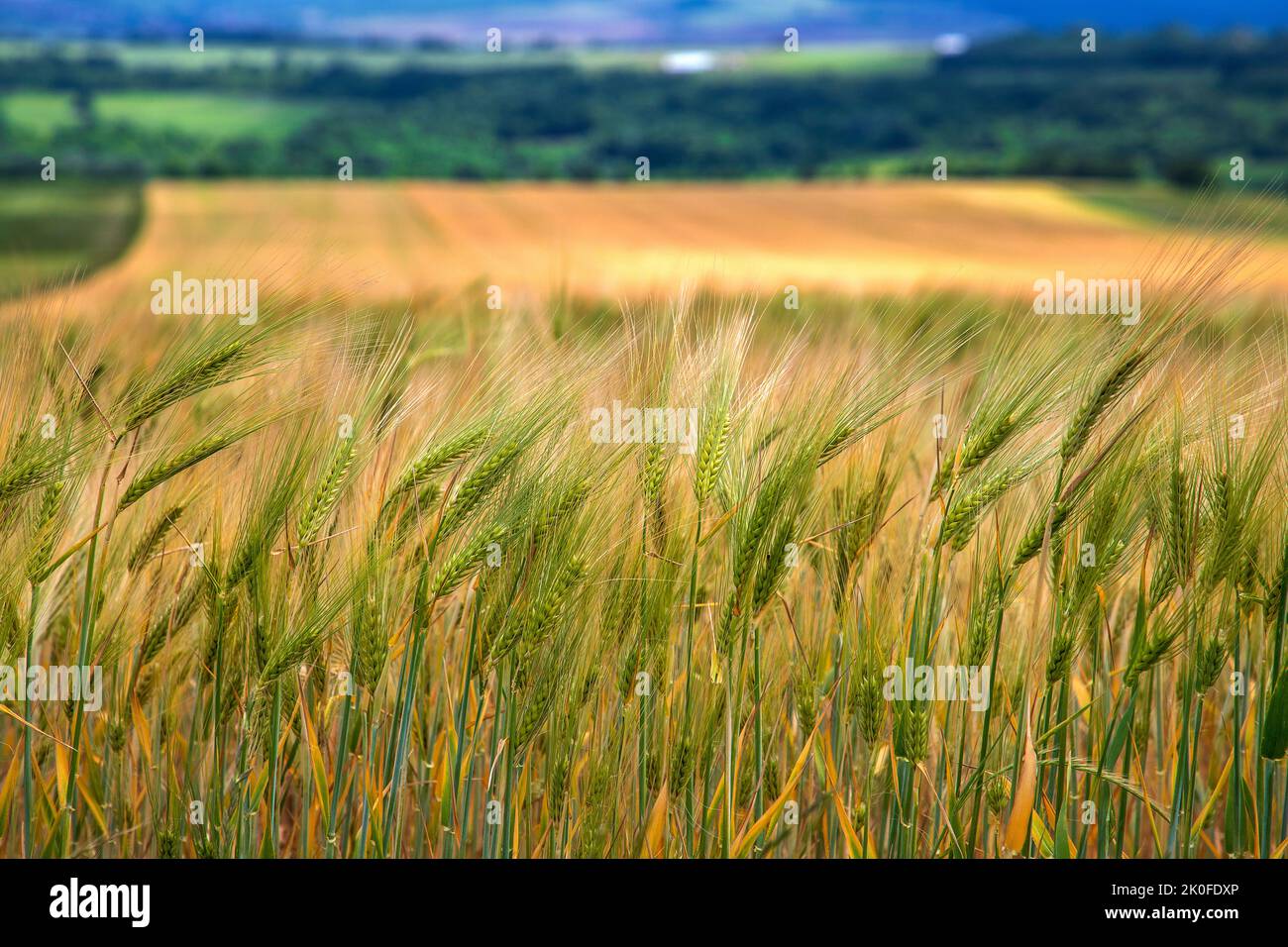 Wheatfield.Natural. Ears of wheat in the field, Blurred background ...