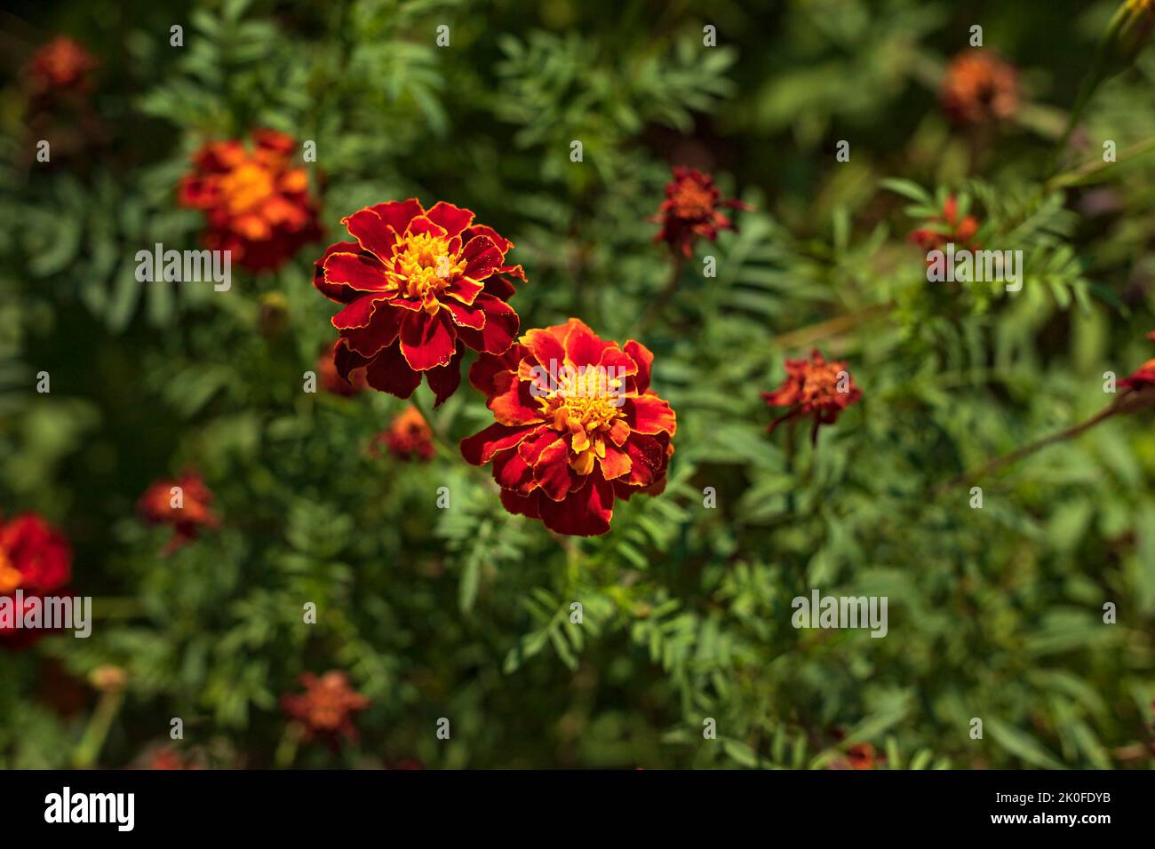 Beautiful colored flowers in the garden. Nature background Stock Photo ...