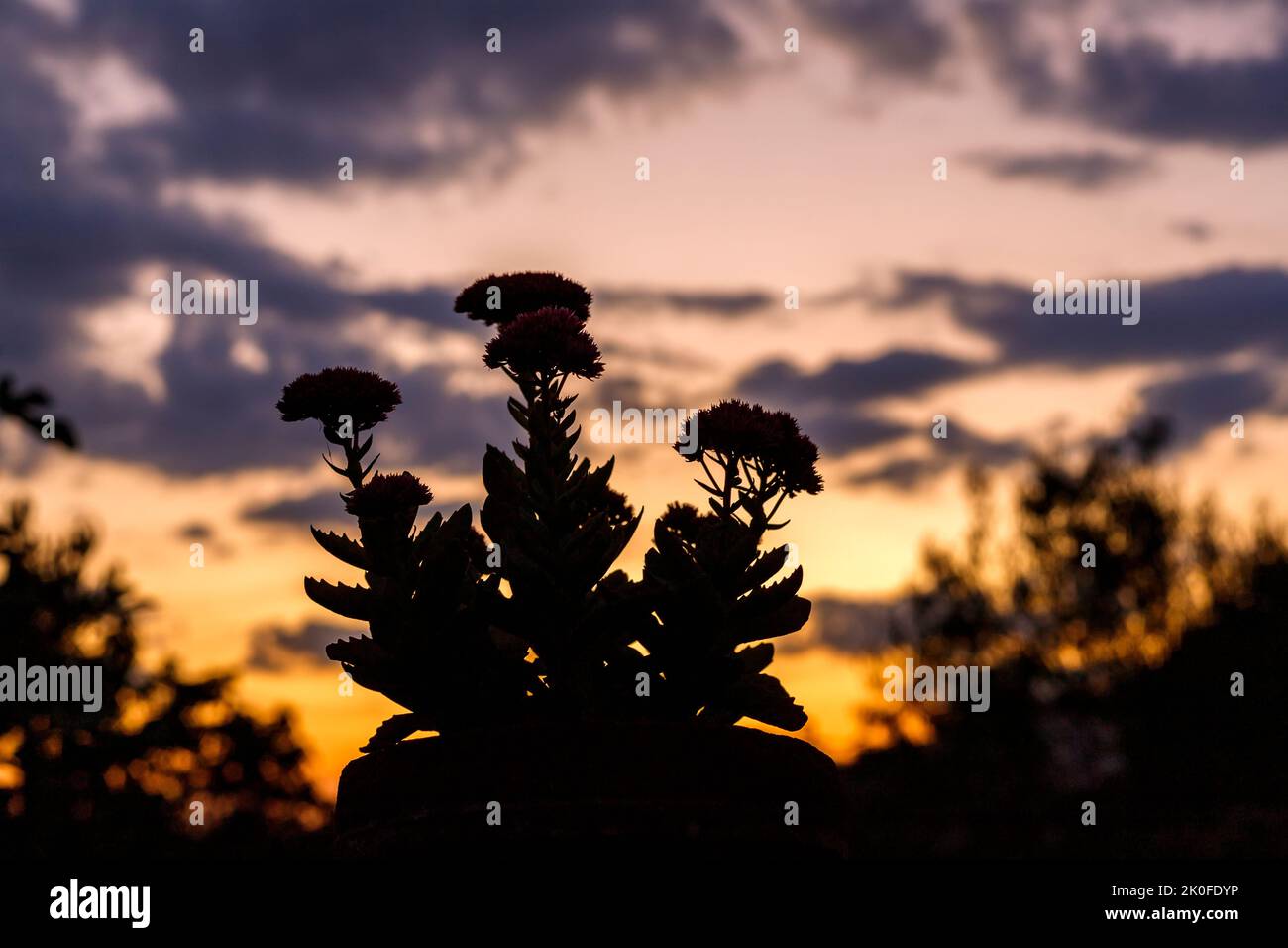 Silhouette of flower against the amazing twilight sky. Close up Stock ...