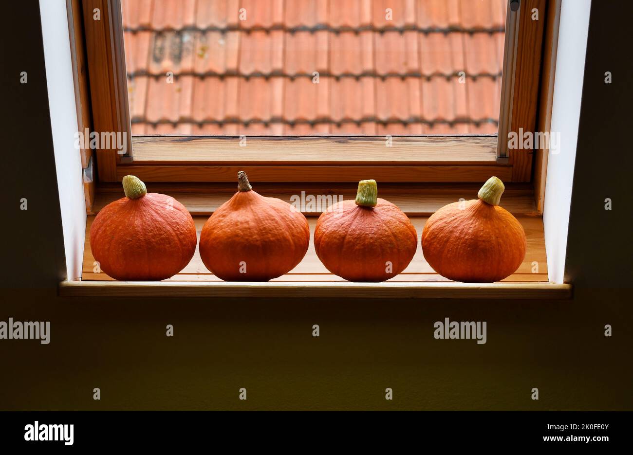 food background four pumpkins on the windowsill Stock Photo - Alamy