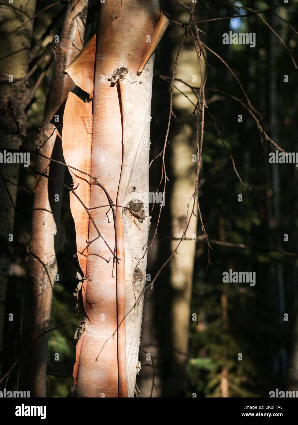 Birch tree trunk close up with characteristic peeling bark Stock Photo ...
