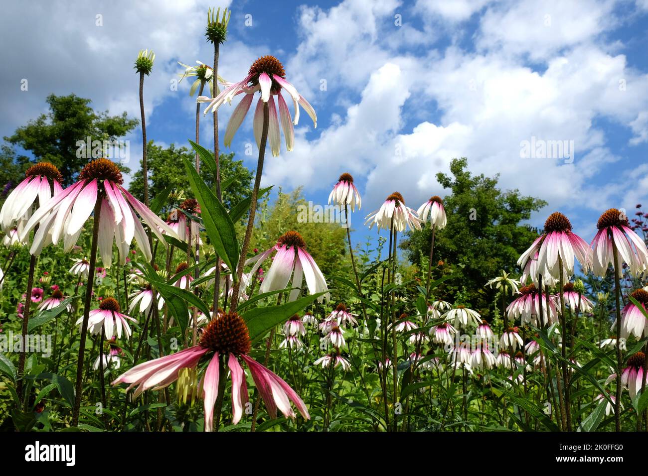 Cone flower hi-res stock photography and images - Alamy