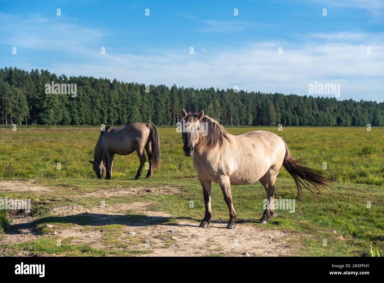 Semi-wild konik polski horses at Engure Lake Nature Park, Latvia Stock ...
