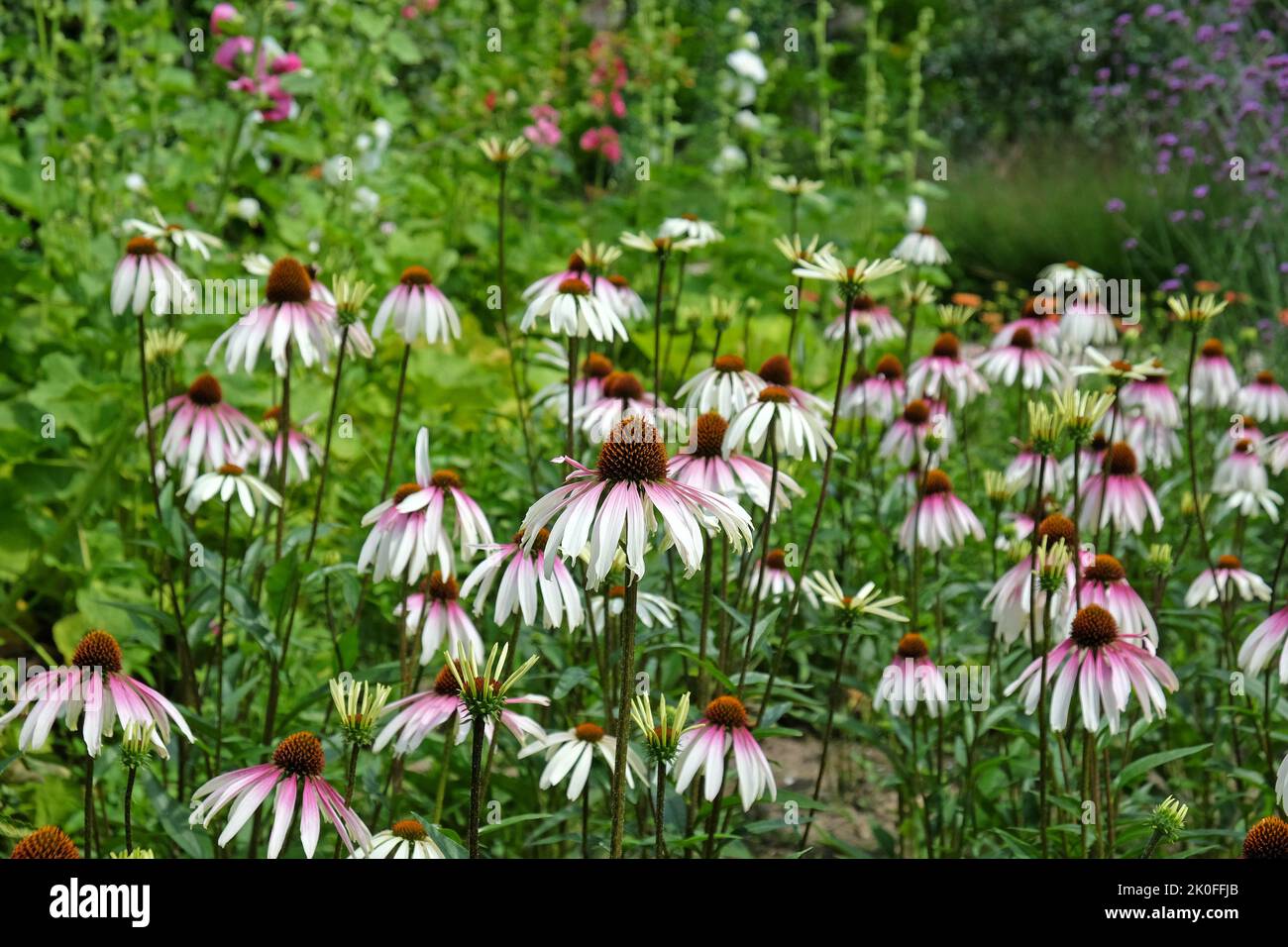 Tall cone flower hi-res stock photography and images - Alamy