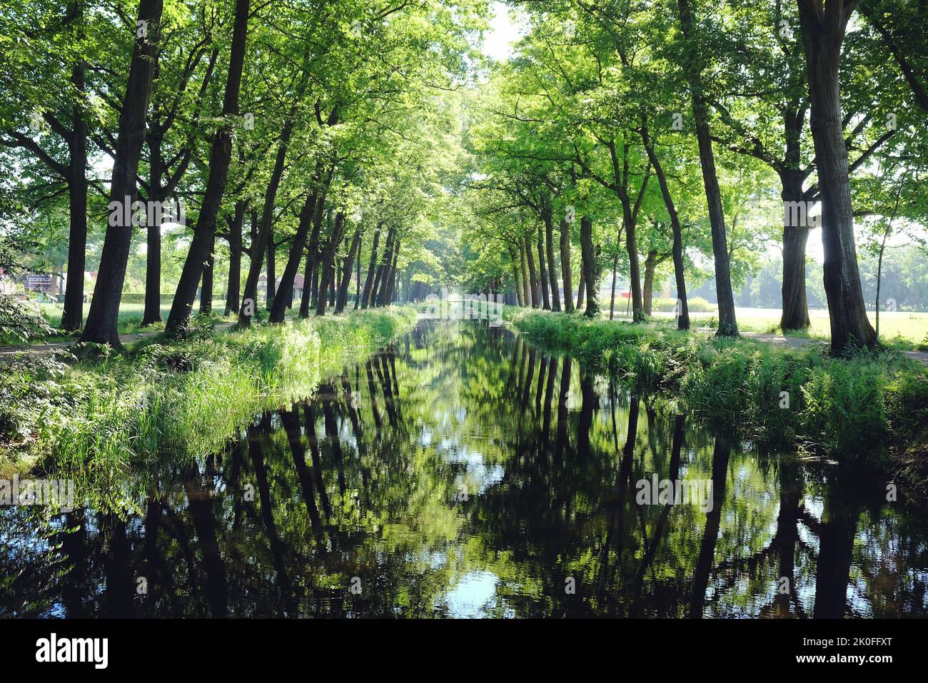 Trees line a typical Dutch canal scene in Griendtsveen, the Netherlands ...