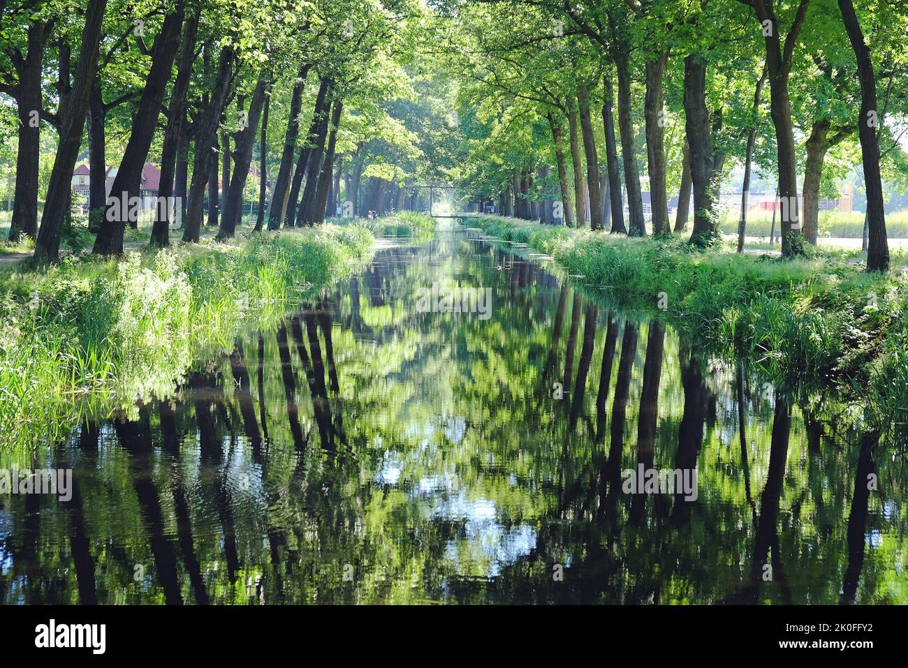 Trees line a typical Dutch canal scene in Griendtsveen, the Netherlands ...