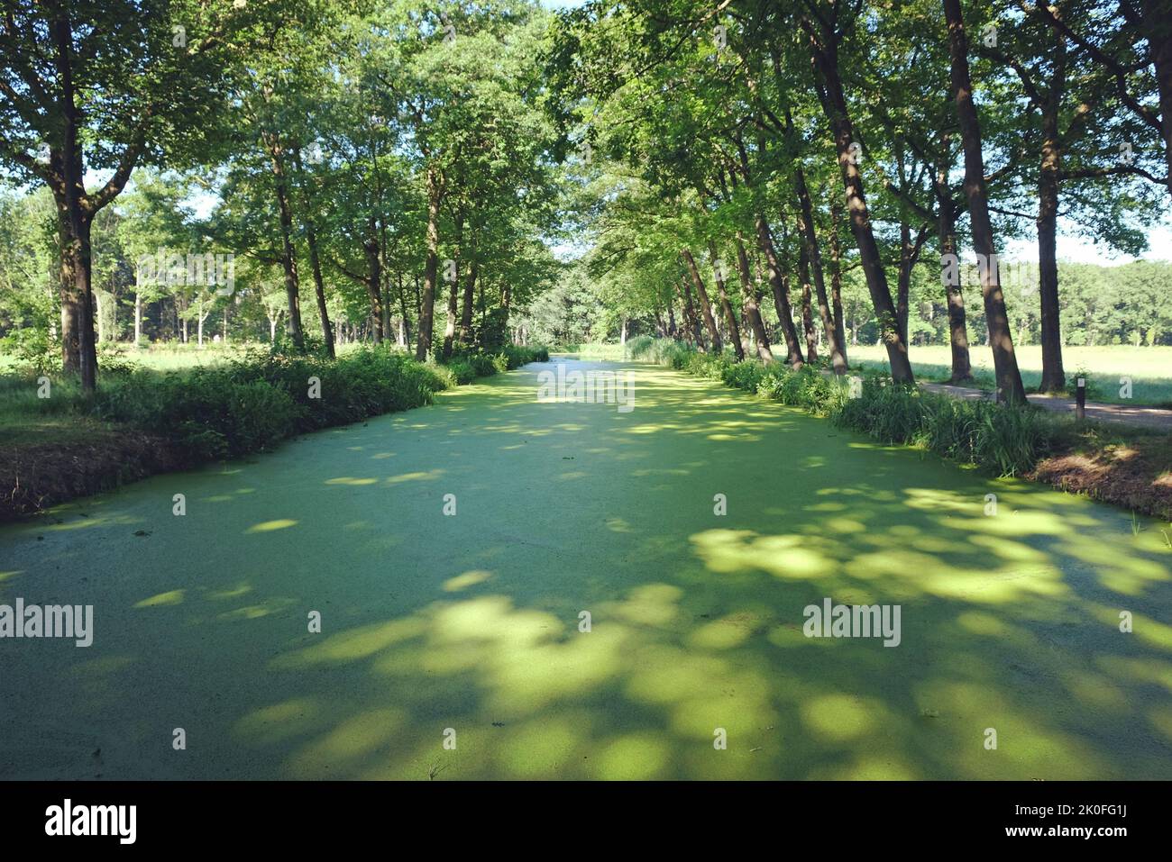 Pond weed eutrophication covering a canal in the Netherlands Stock ...