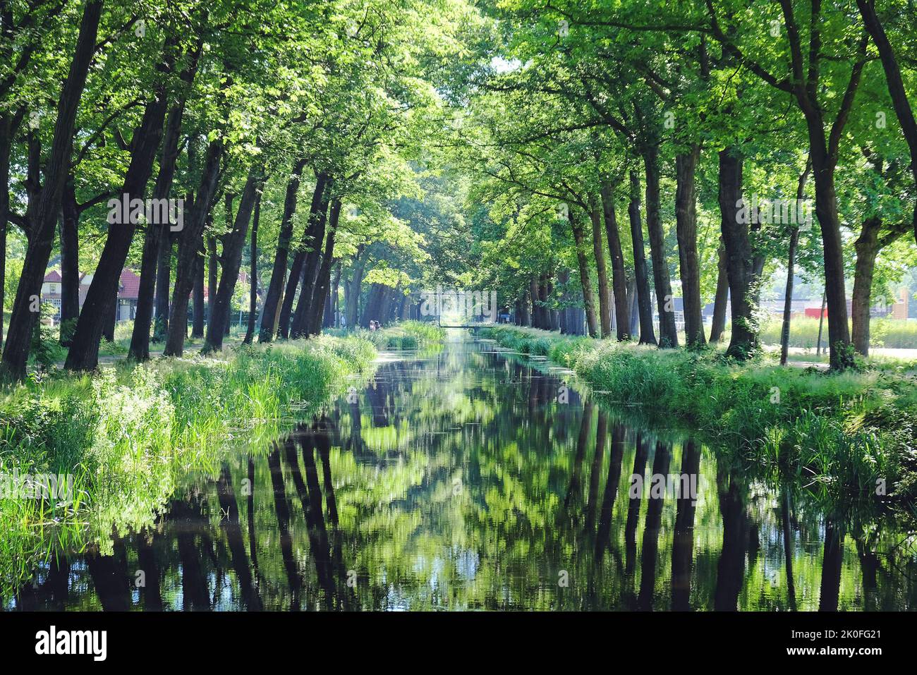 Trees line a typical Dutch canal scene in Griendtsveen, the Netherlands ...