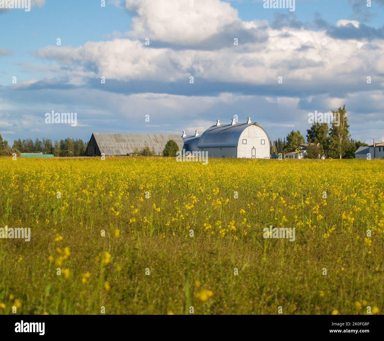 Classic white American rounded roof barn beyond field bright yellow ...
