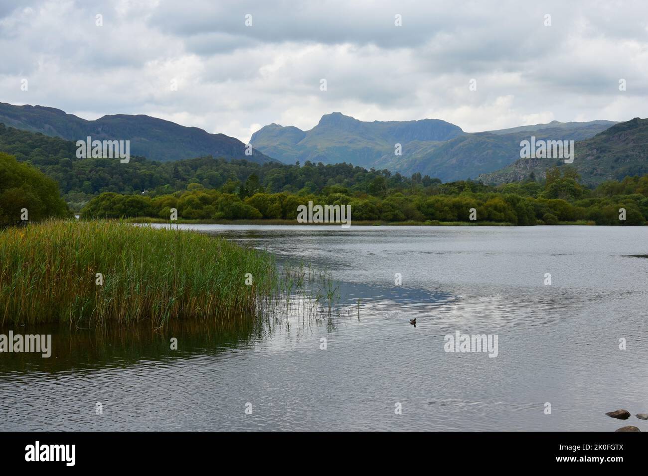 Walk by Great Langdale Beck to Elterwater, Lake District national park ...