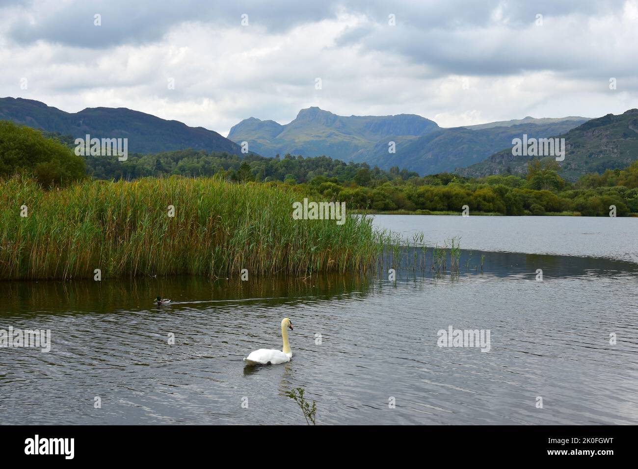 Walk by Great Langdale Beck to Elterwater, Lake District national park ...