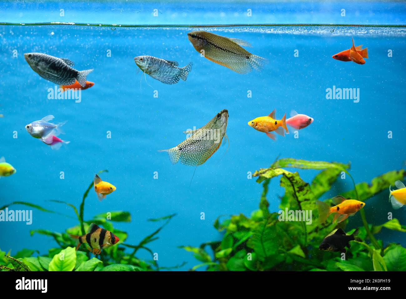 Colorful exotic fish swimming in deep blue water aquarium with green ...