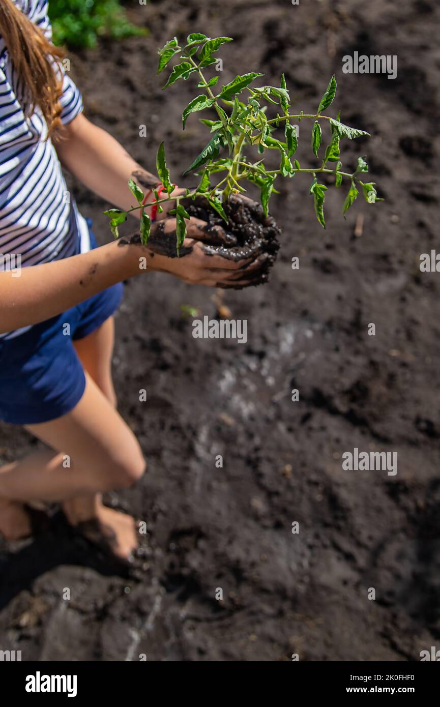 The child is planting a plant in the garden. Selective focus Stock ...