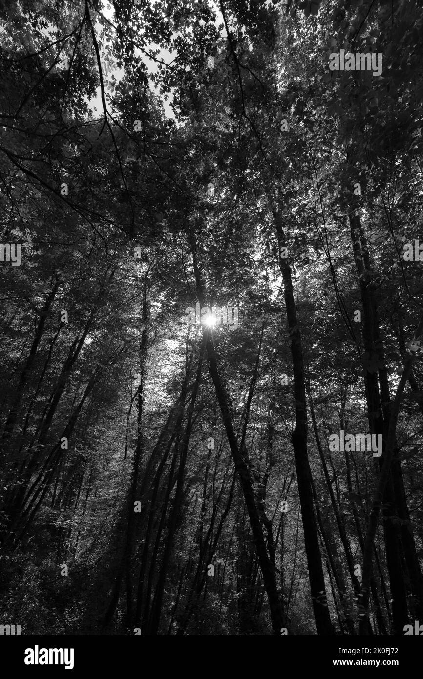 Looking through trees Black and White Stock Photos & Images - Alamy