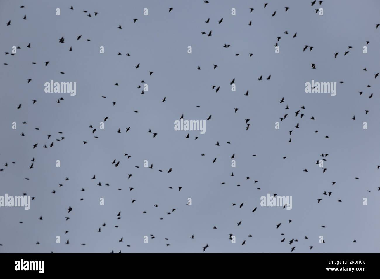 Birds wallpapers hi-res stock photography and images - Alamy