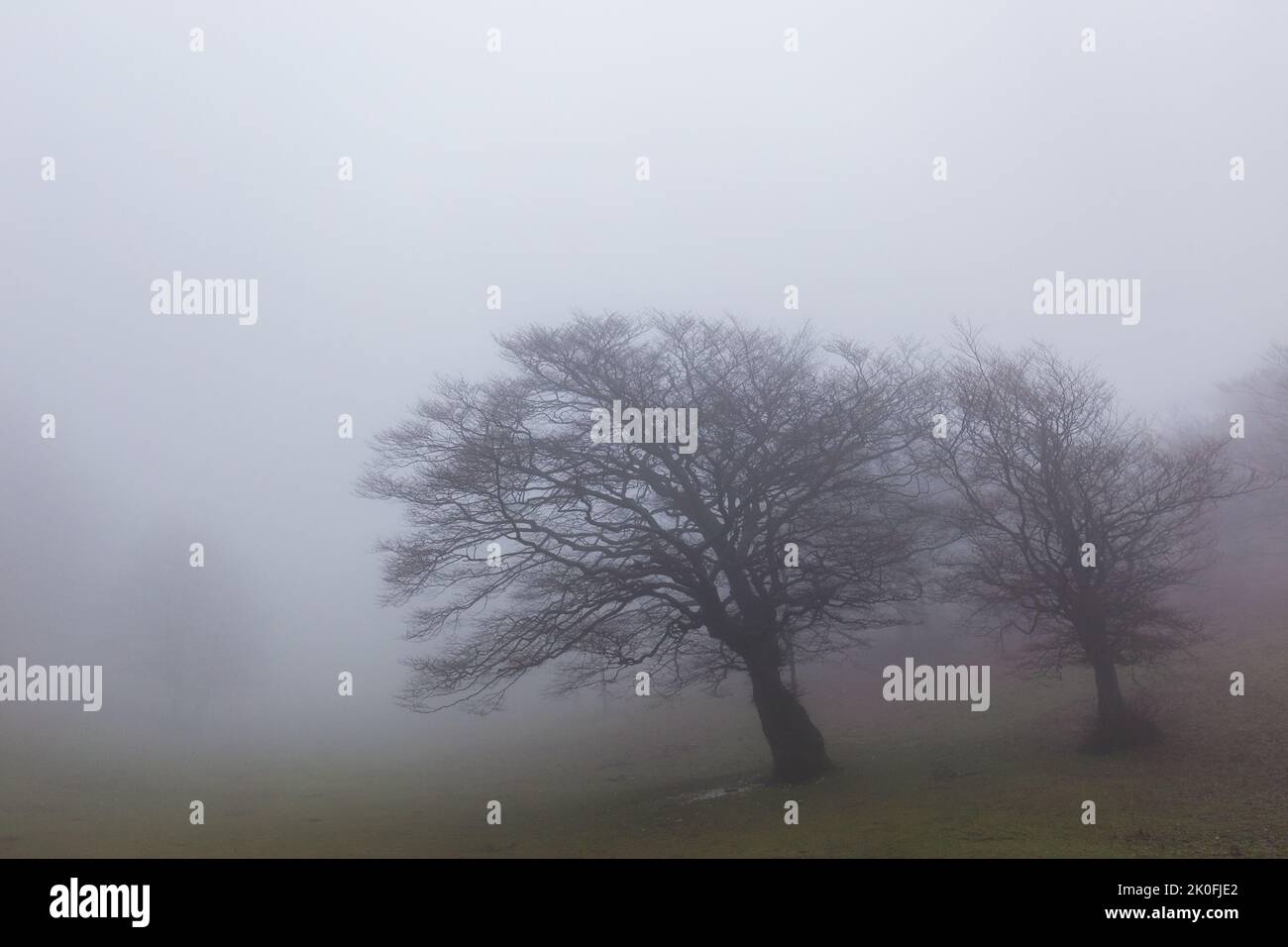 Trees in the middle of fog Stock Photo - Alamy