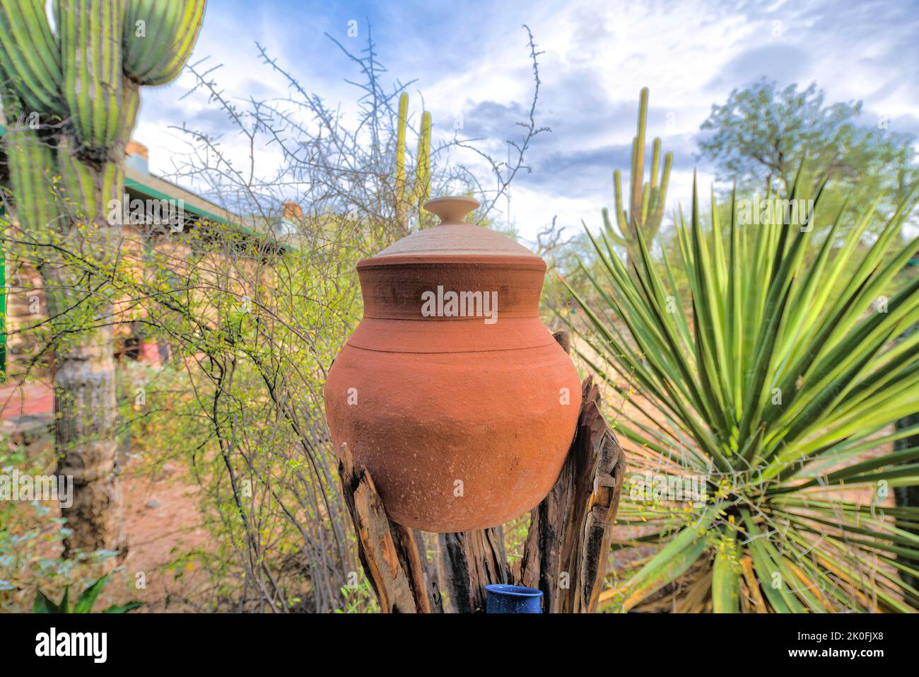 Tucson, Arizona- Clay pot in between wood pieces against the saguaro ...