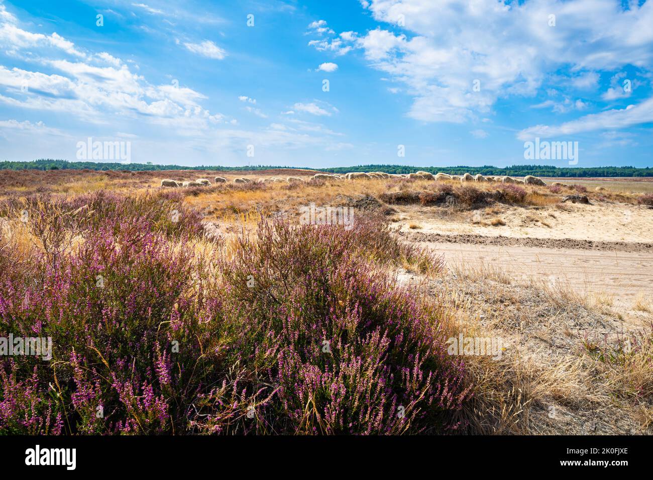 Grazing herd of sheep in the blooming heather landscape of the Ginkelse ...