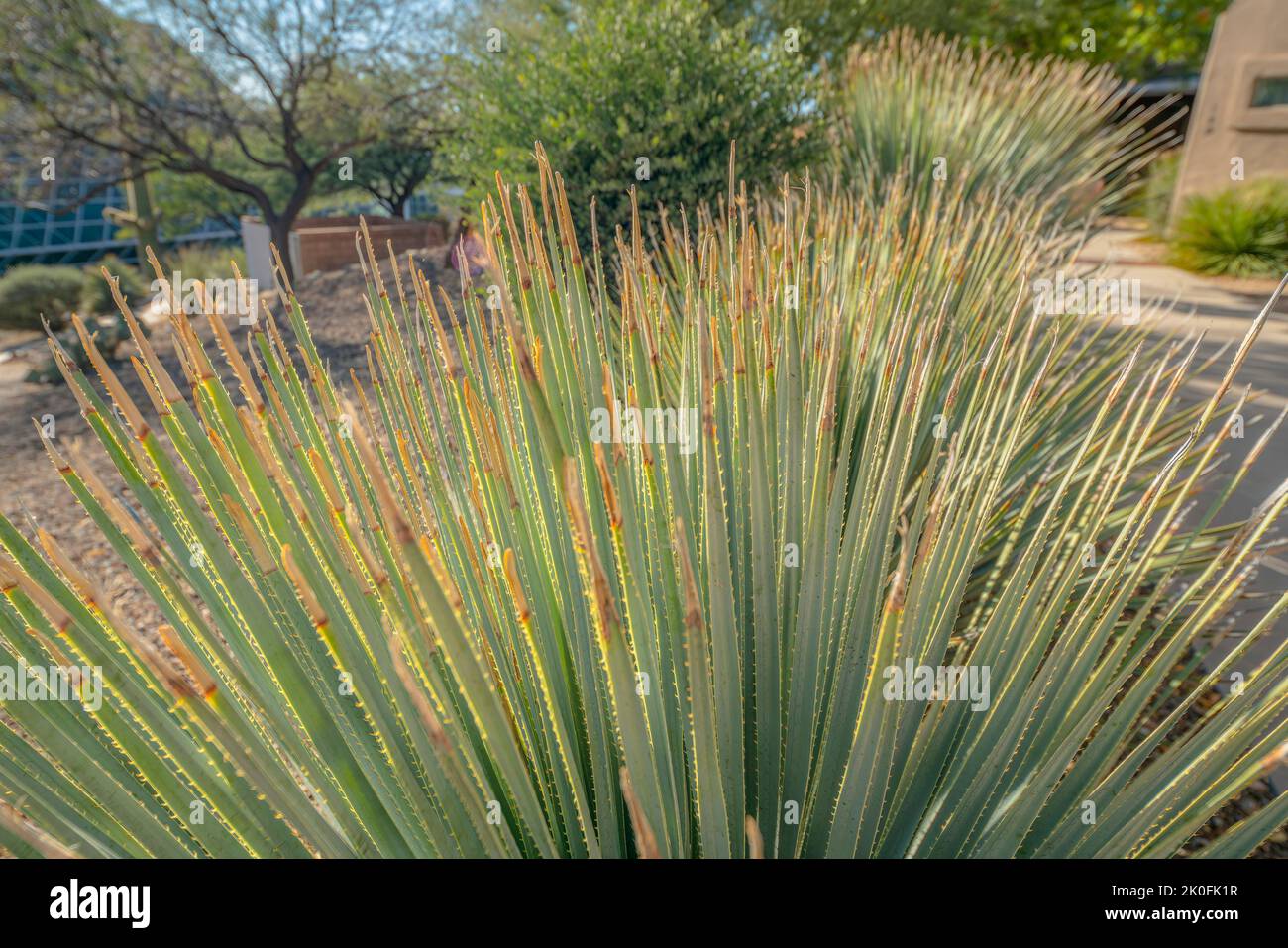 Close-up of spiky thin succulent plants in Tucson, Arizona. Large ...