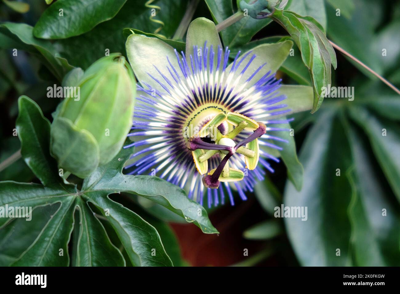 Passiflora Caerulea, Blue Passion Flower, in bloom Stock Photo - Alamy