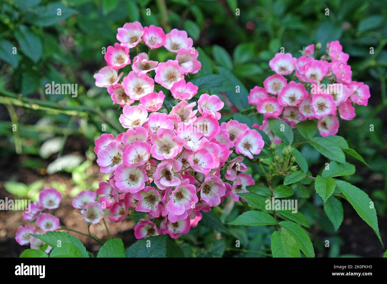 Ground cover rose, Scented Carpet, in flower Stock Photo - Alamy