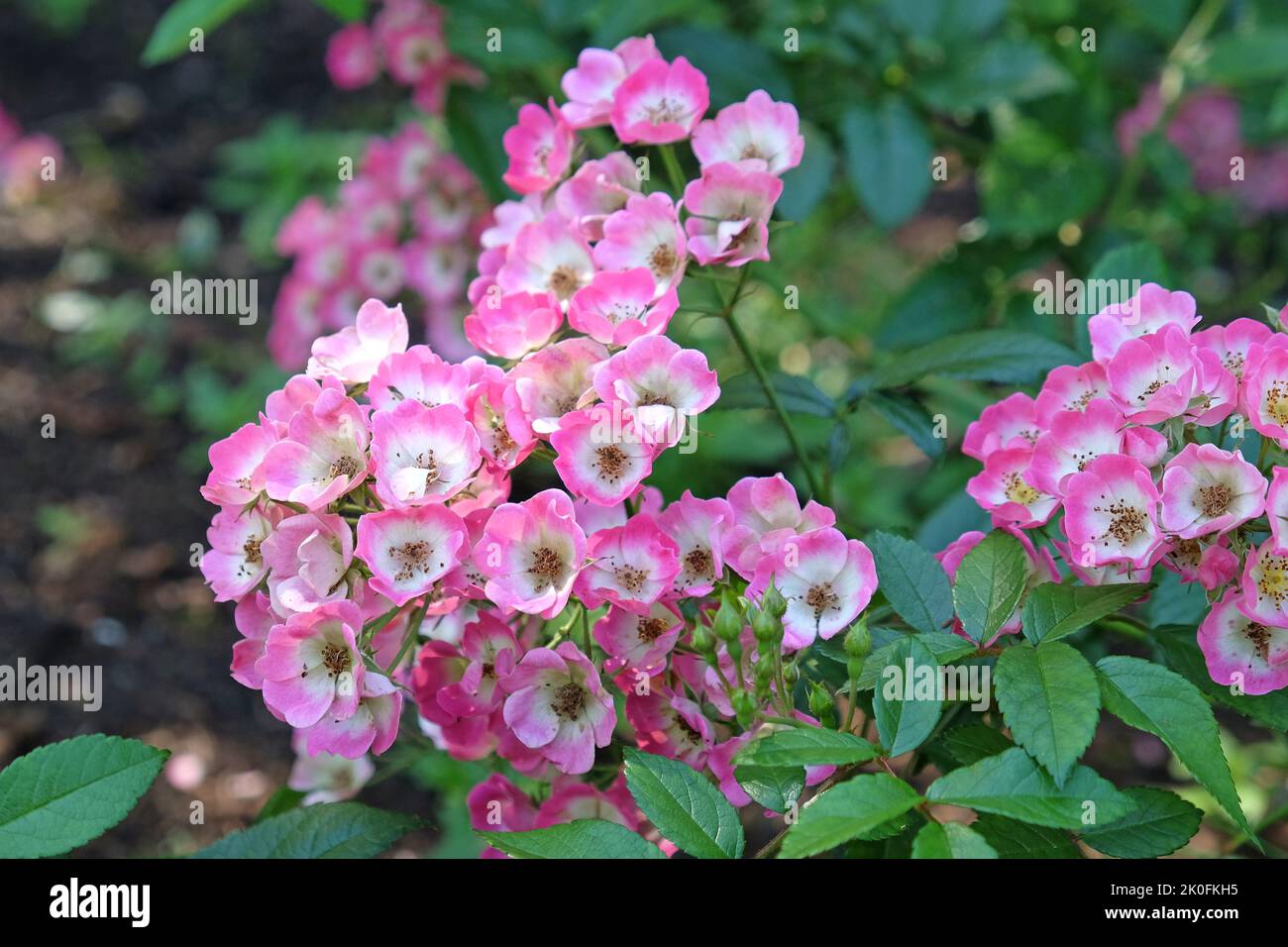 Ground cover rose, Scented Carpet, in flower Stock Photo - Alamy