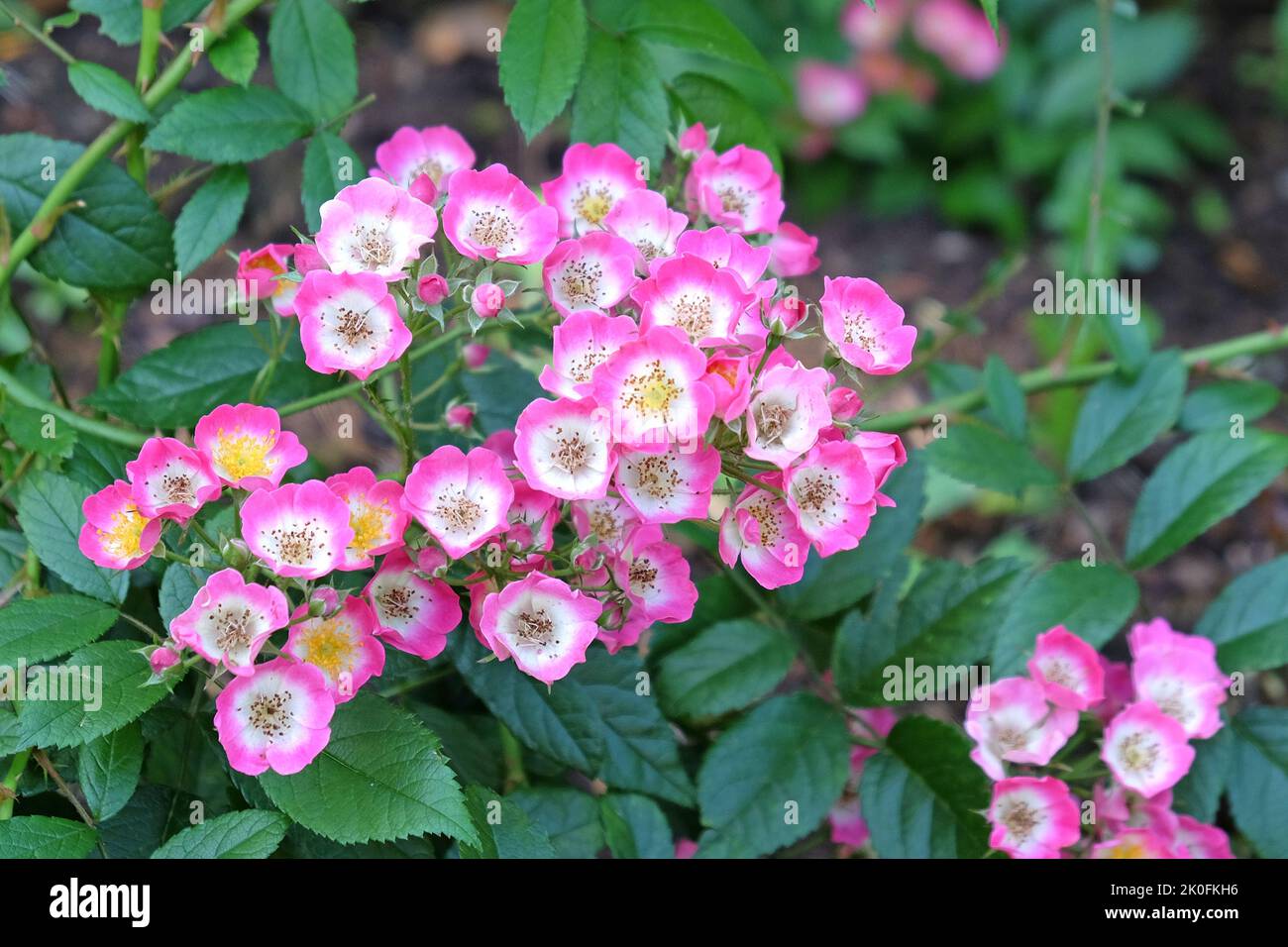 Ground cover rose, Scented Carpet, in flower Stock Photo - Alamy