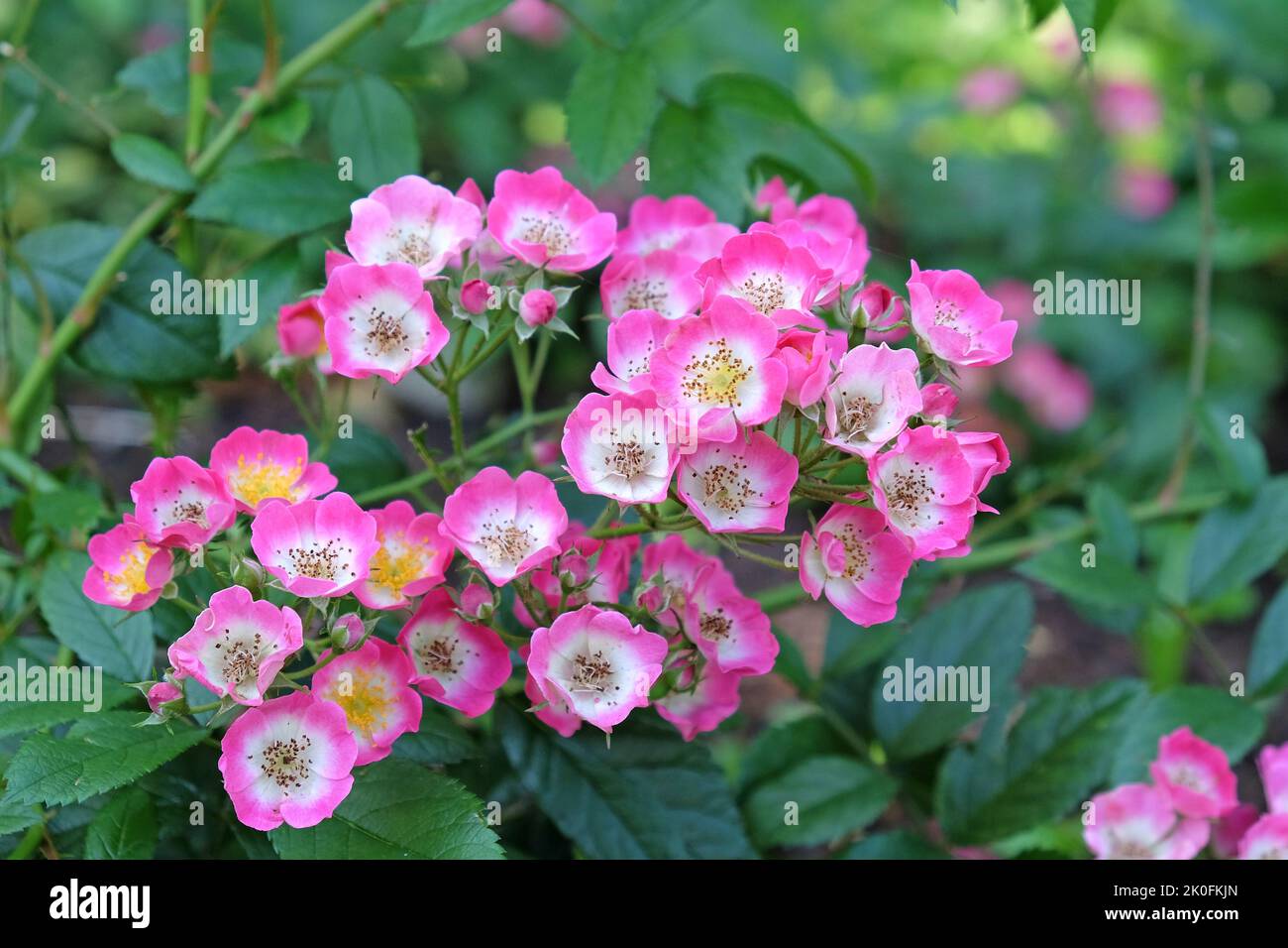 Ground cover rose, Scented Carpet, in flower Stock Photo - Alamy