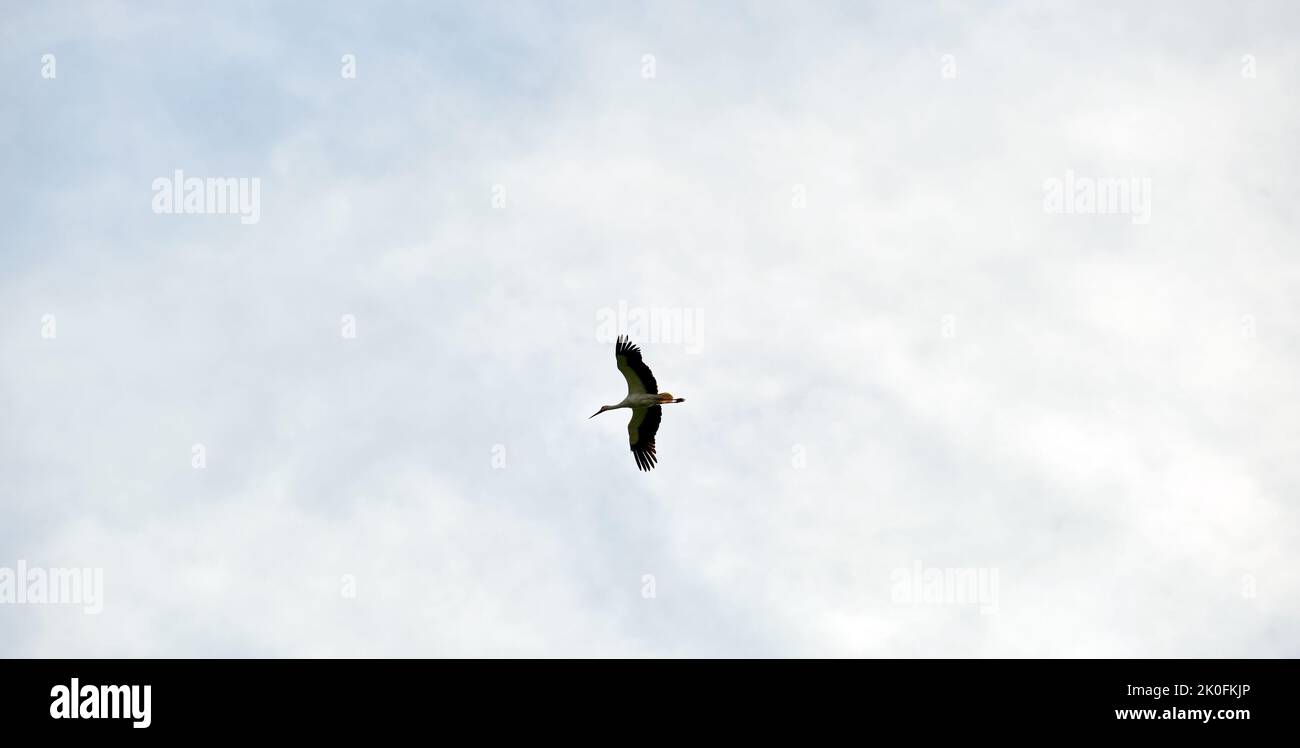Stork bird with spread wings flying, soaring high in blue sky Stock ...