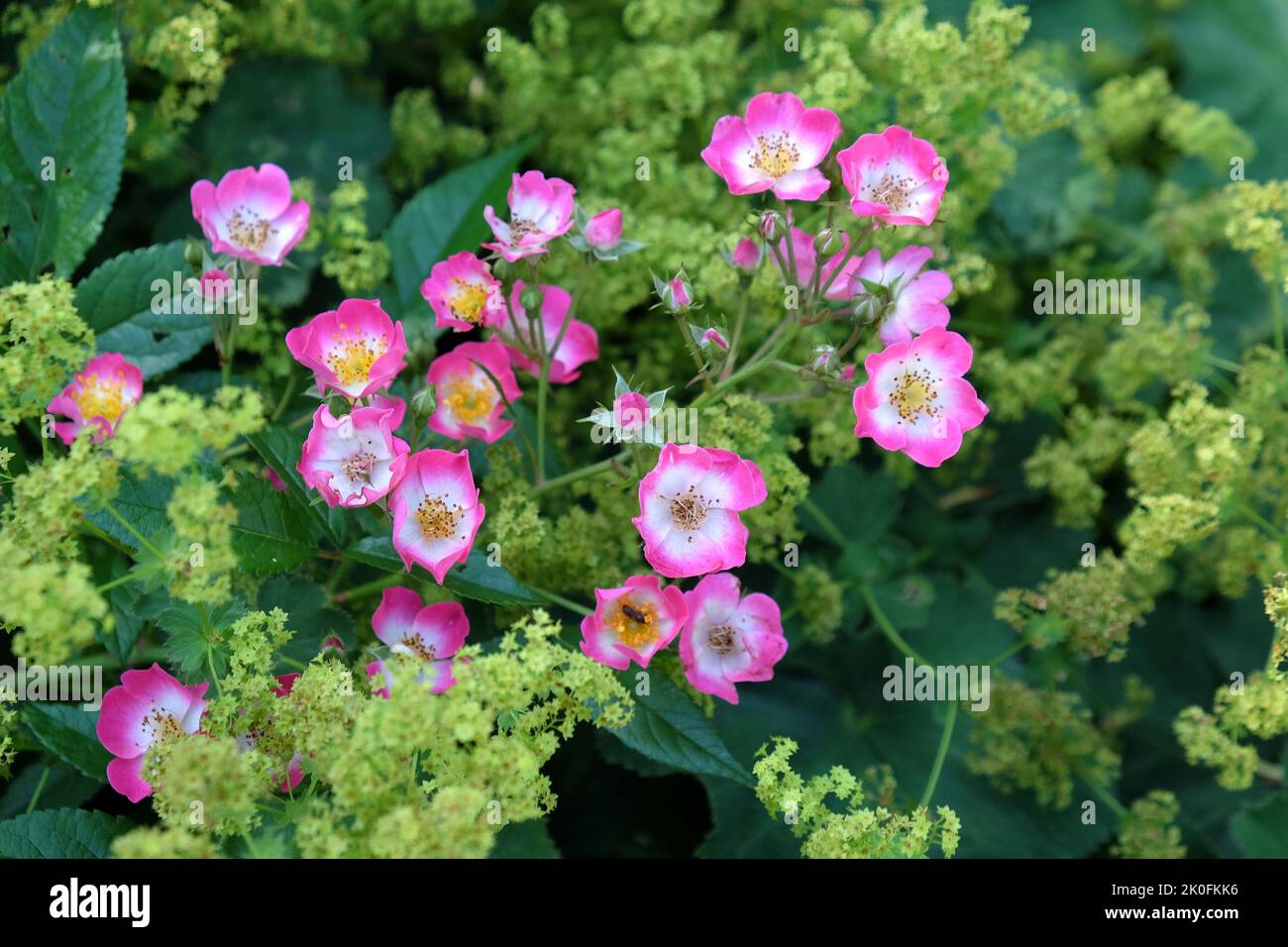 Rosa flower carpet white hi-res stock photography and images - Alamy