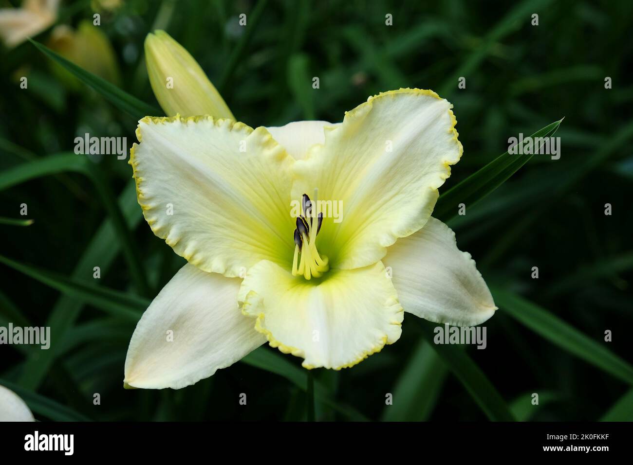 Pale yellow lily flower lilium hi-res stock photography and images - Alamy