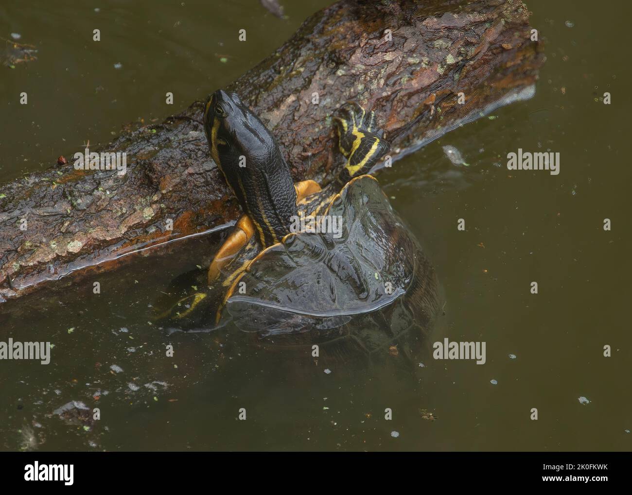 yellow-bellied slider turtle walk around a little pond of water ,taken ...